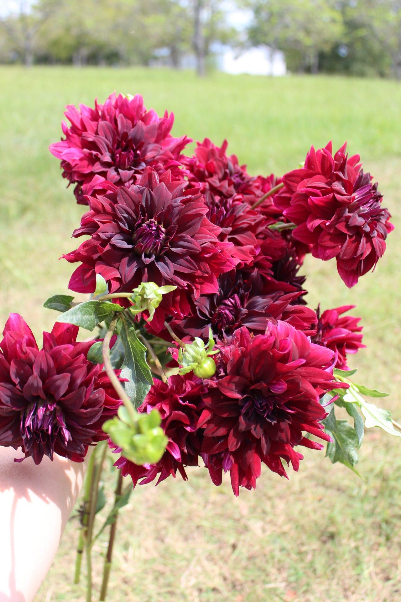 Rip City – Kaolin Flowers and Farm