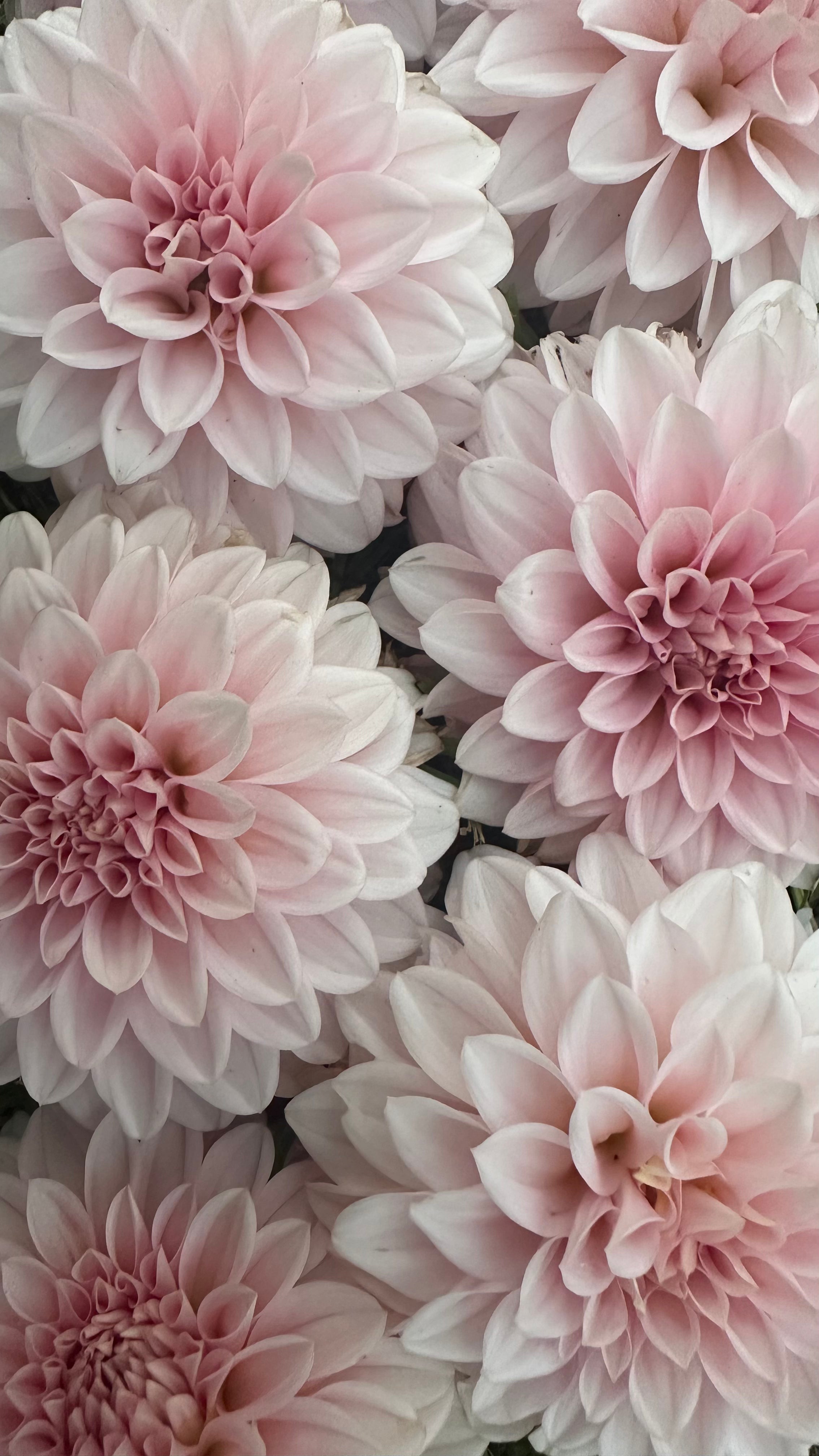 RM Baby Girl Cutting – Kaolin Flowers and Farm